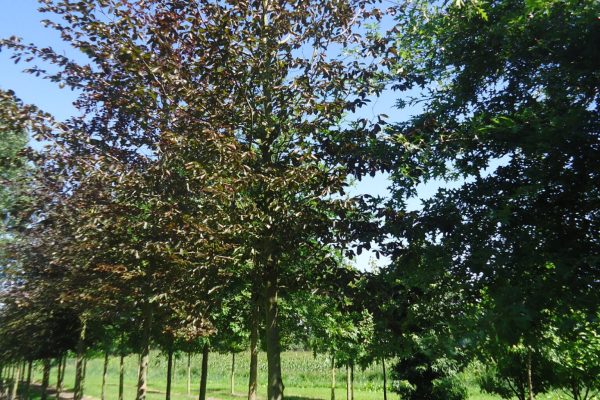 Solitaire bomen – Kwekerij Van Lieshout