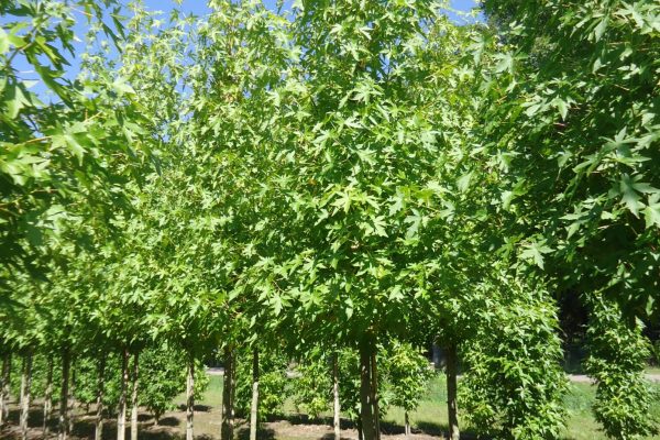 Solitaire bomen – Kwekerij Van Lieshout