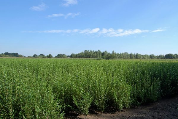 Liguster – Kwekerij Van Lieshout